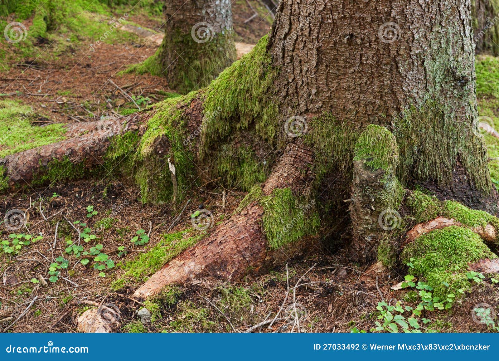 De Boomstam Van De Boom Met Groen Mos Stock Foto - Image of korstmos ...