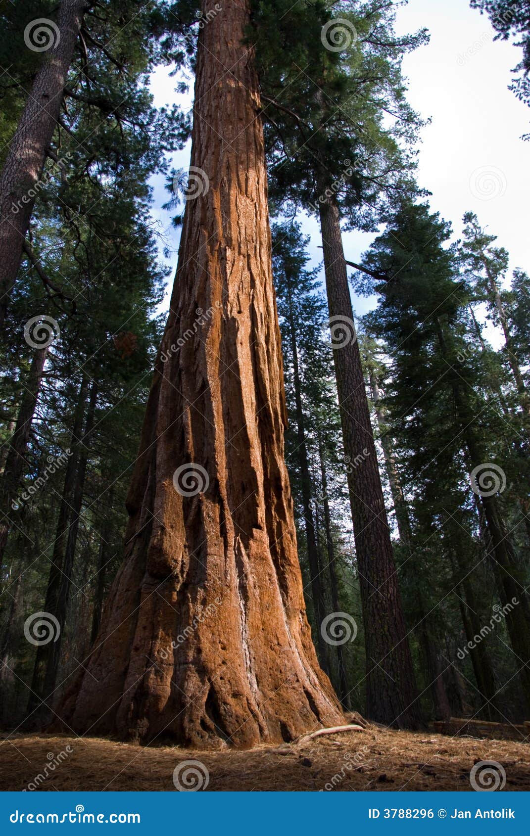 De boomstam van de sequoia stock foto. Image of toneel - 3788296