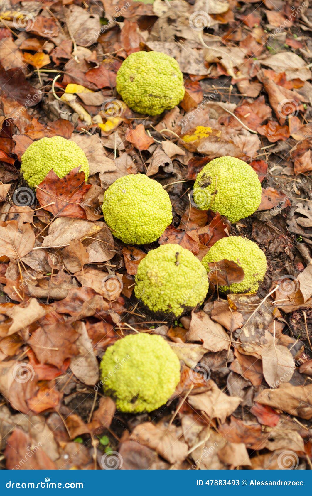 De Boomvruchten Van Maclurapomifera Stock Afbeelding - Image of boom ...