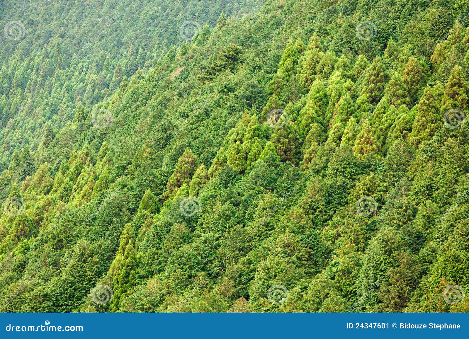 De Bosachtergrond Van De Naaldboom Stock Afbeelding - Image of buiten ...