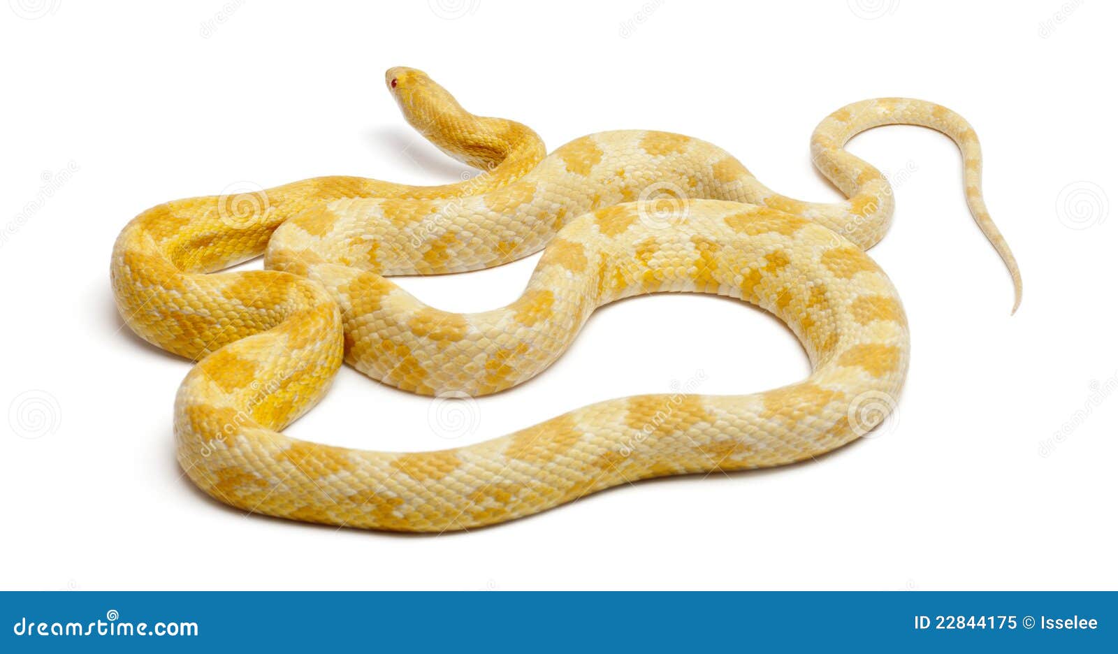 De Boter Slang Van Het Graan Van Mothley of De Rode Slang Van De Rat ...