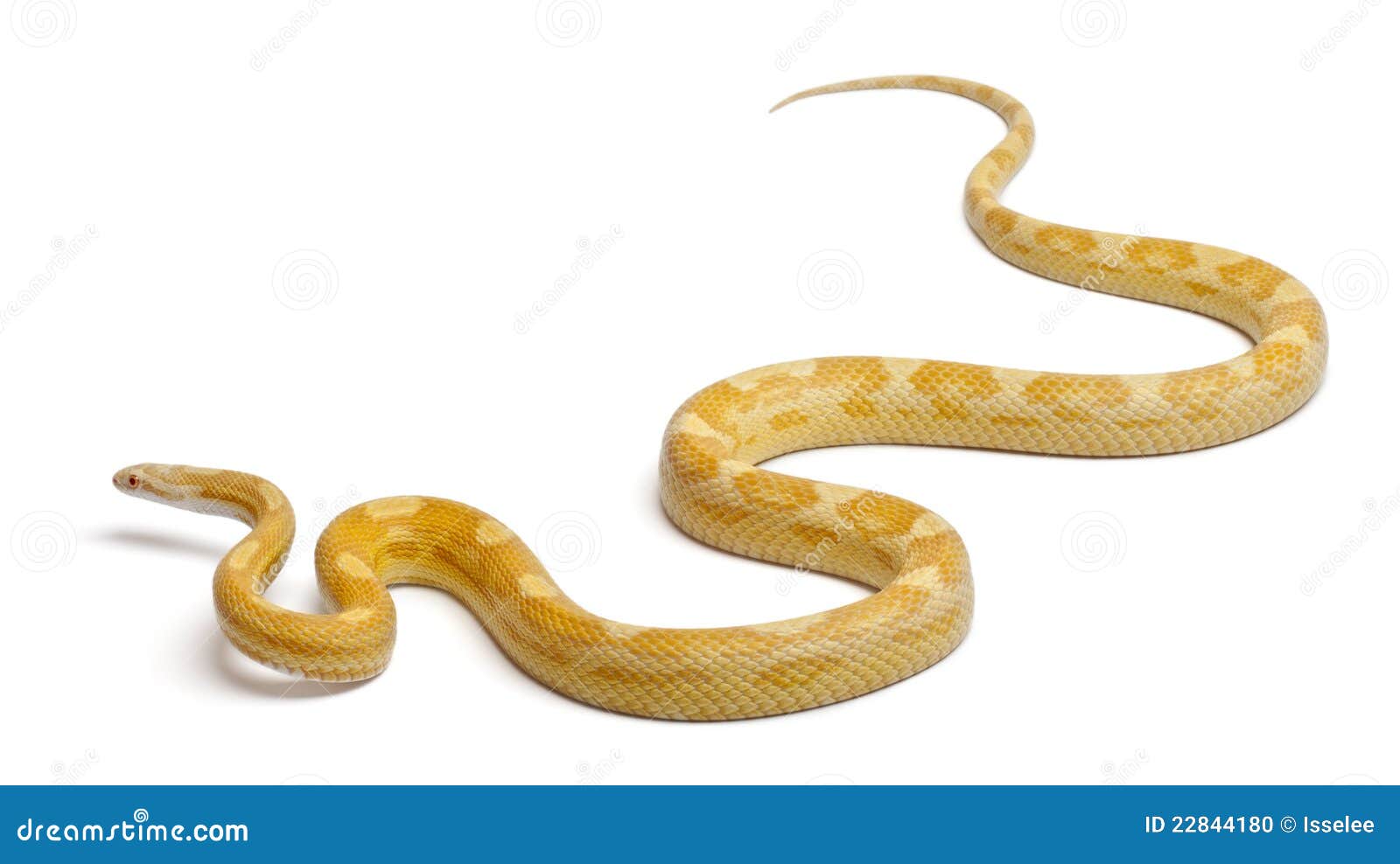 De Boter Slang Van Het Graan Van Mothley of De Rode Slang Van De Rat ...