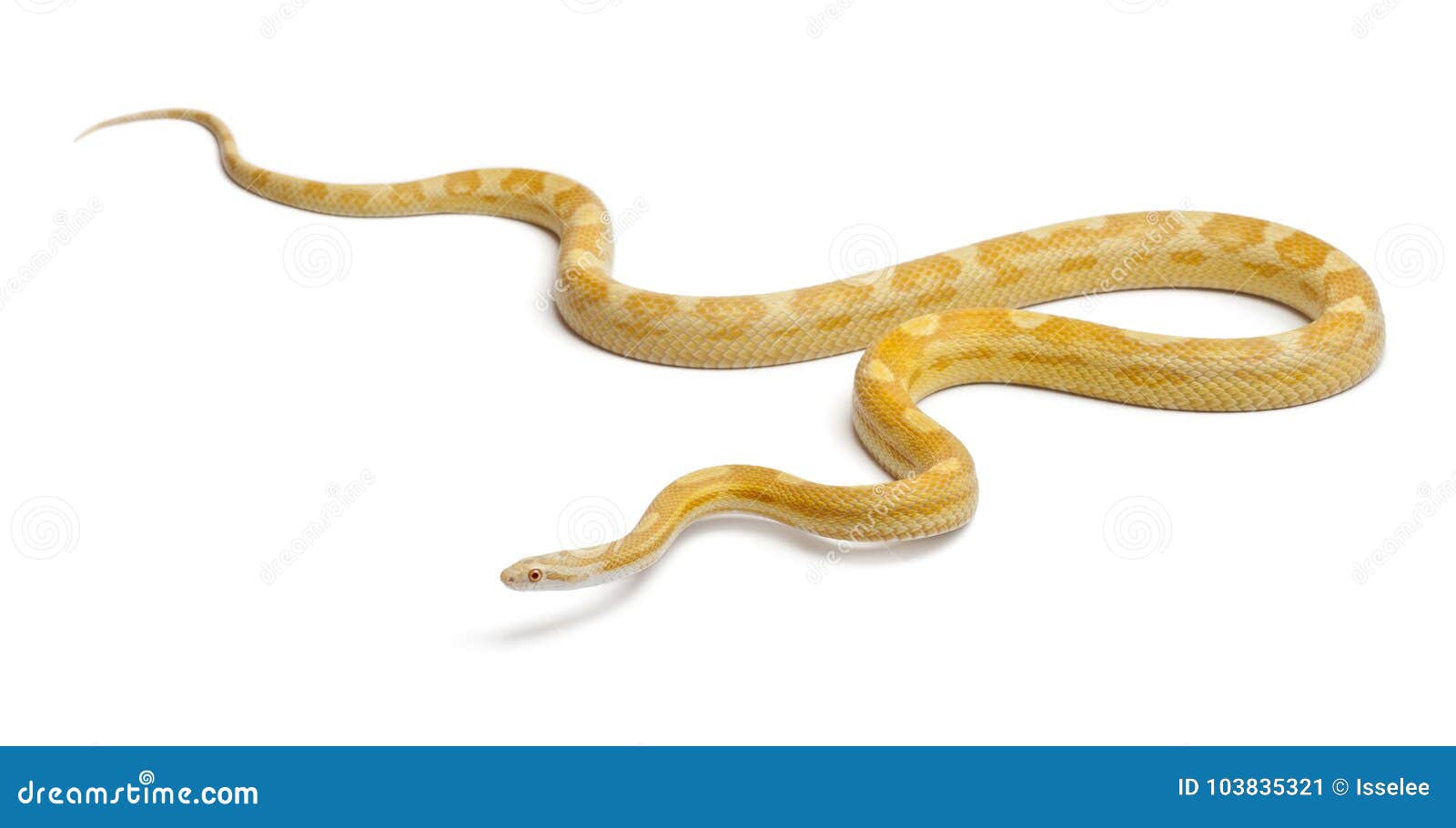 De Boterslang Van Het Mothleygraan of Rode Rattenslang, Pantherophis ...