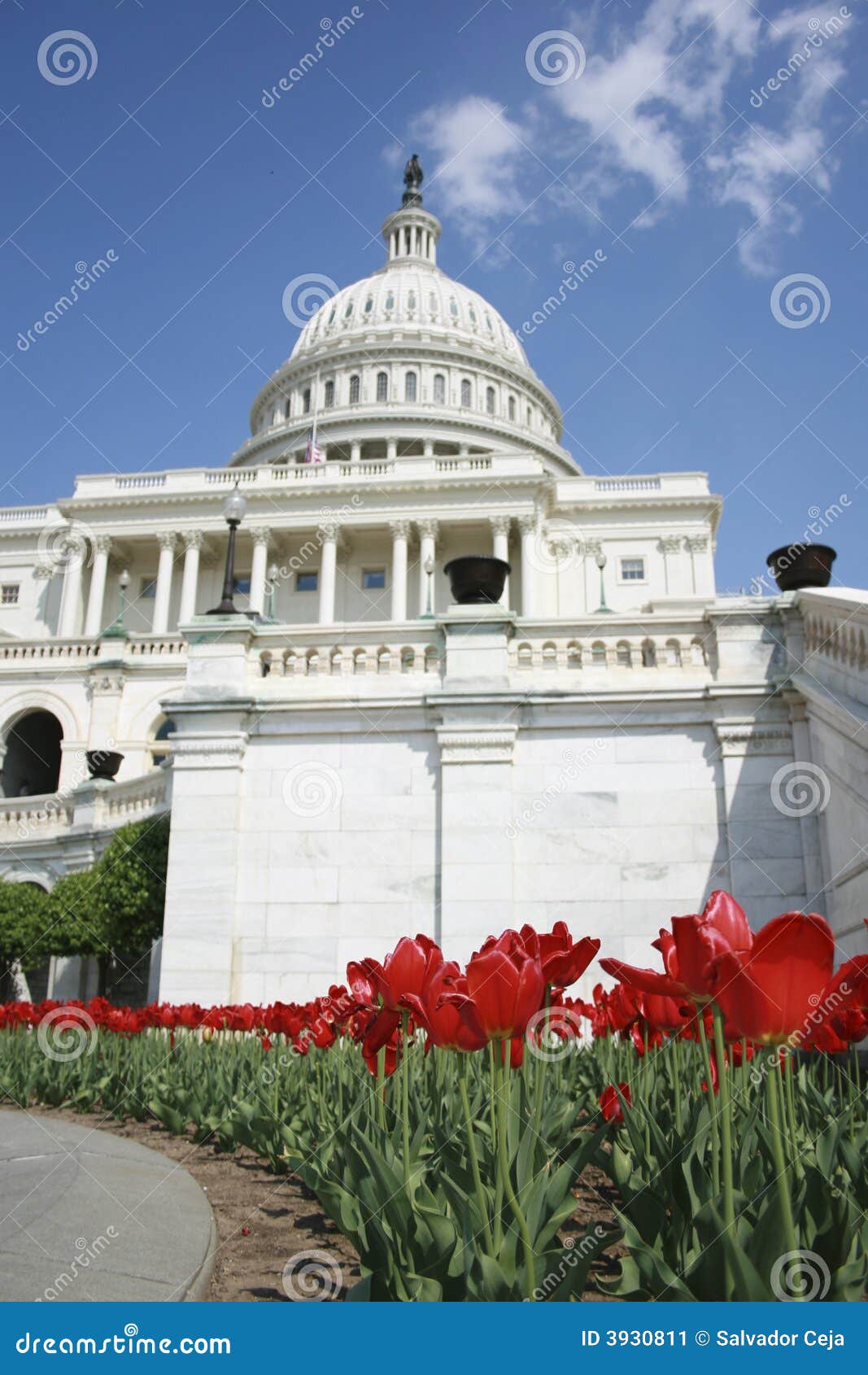 De Bouw van het Capitool stock afbeelding. Image of pool - 3930811