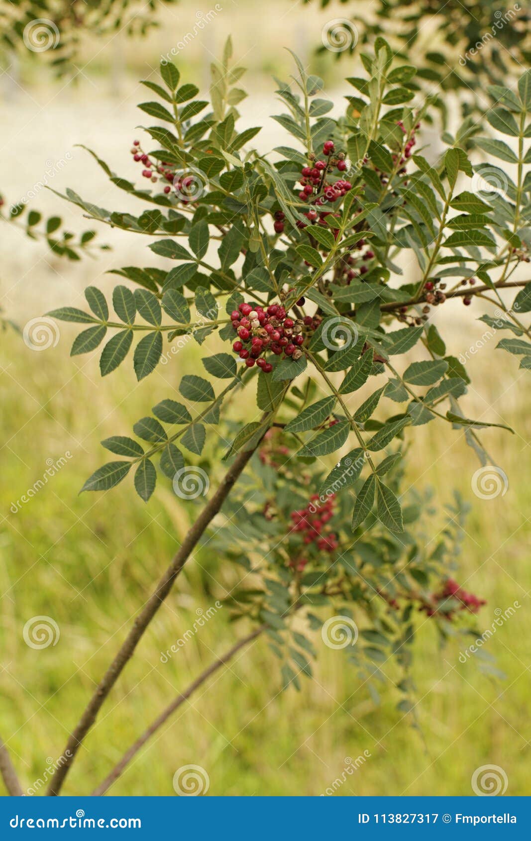 De Braziliaanse Roze Bessen Van De Peperboom Stock Afbeelding - Image ...