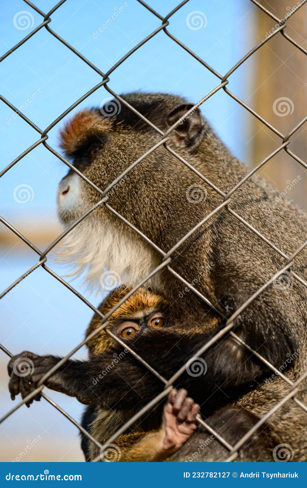 De Brazza Monkey Cercopithecus Zanectus from Africa in Captivity ...