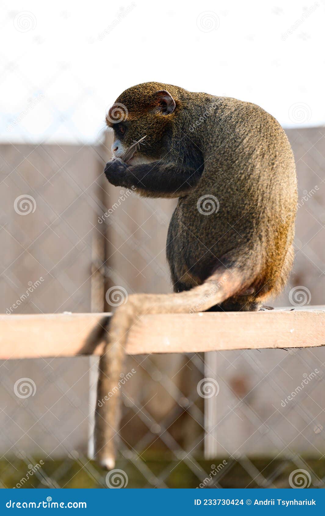 De Brazza Monkey Cercopithecus Zanectus from Africa in Captivity ...