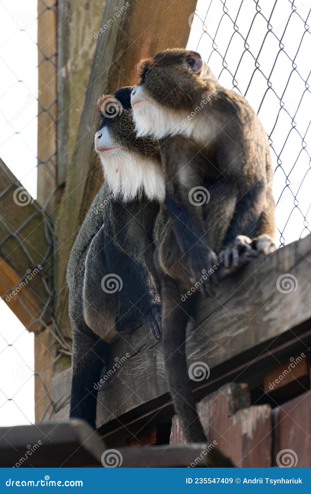 De Brazza Monkey Cercopithecus Zanectus from Africa in Captivity ...