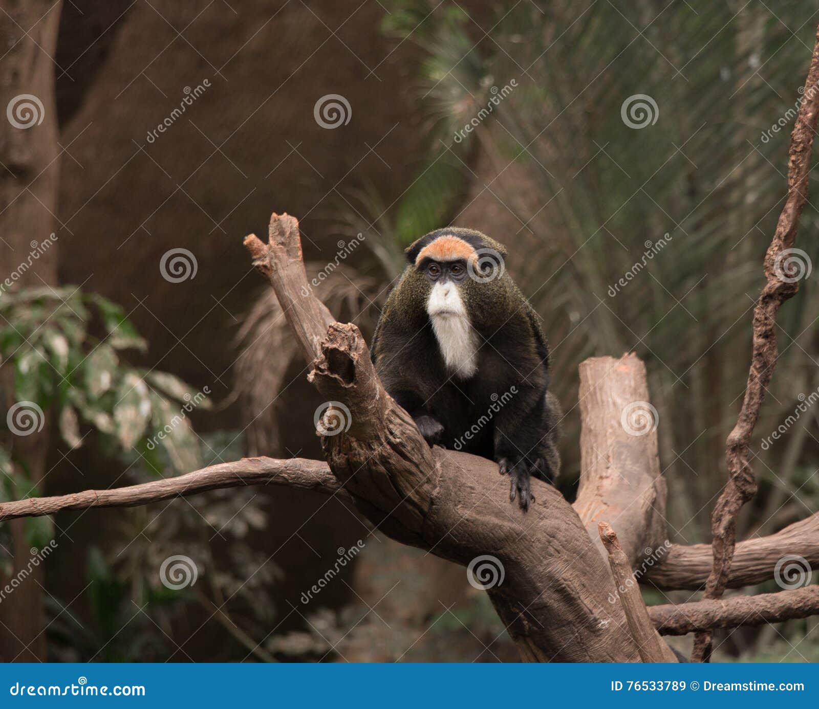 De Brazza Monkey Cercopithecus Zanectus From Africa In Captivity ...
