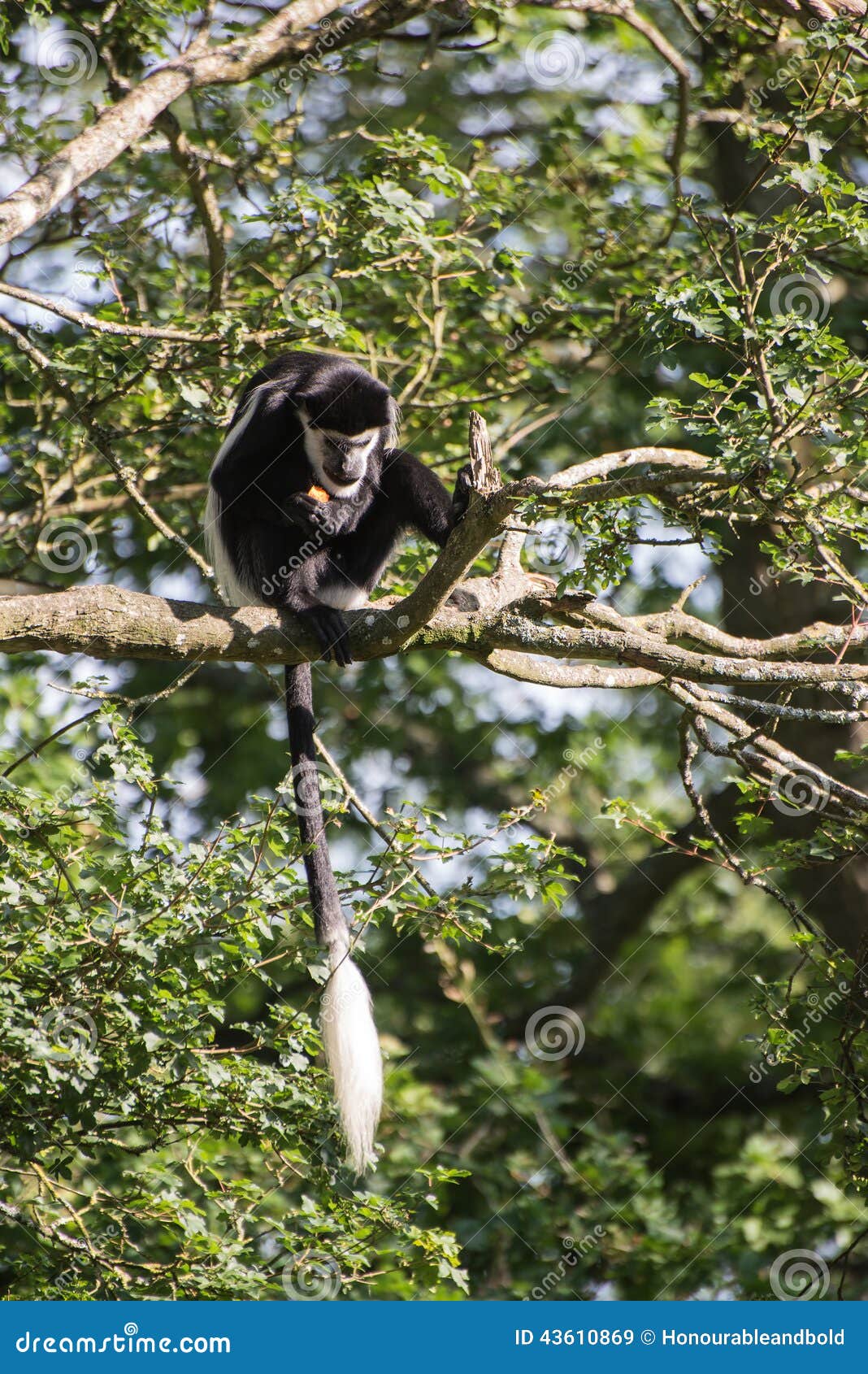 De Brazza Monkey Eating in Treetops Cercopithectus Neglectus Stock ...