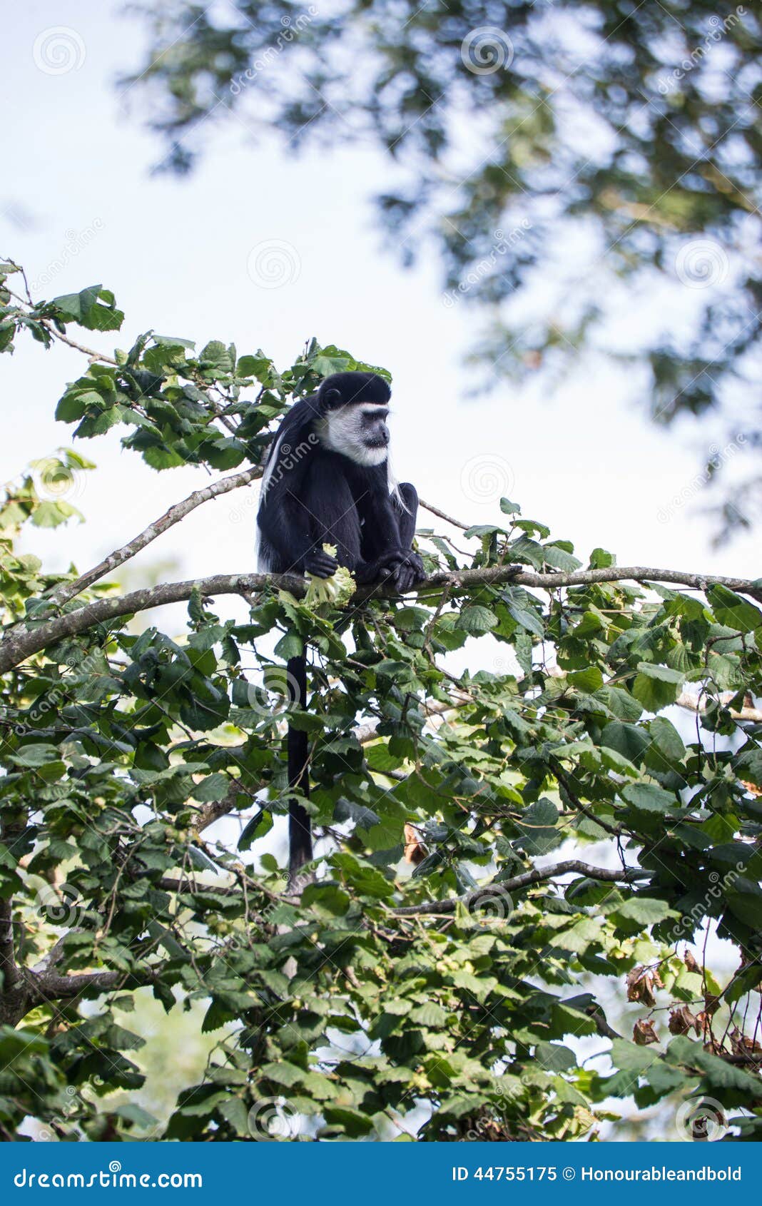 De Brazza Monkey Cercopithecus Zanectus From Africa In Captivity ...