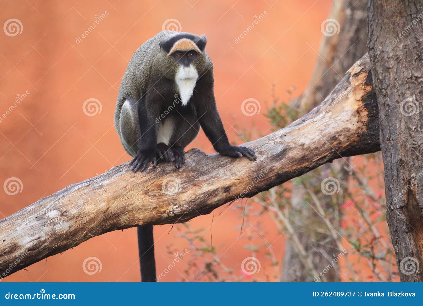 De Brazza monkey stock image. Image of neglectus, cercopithecus - 262489737