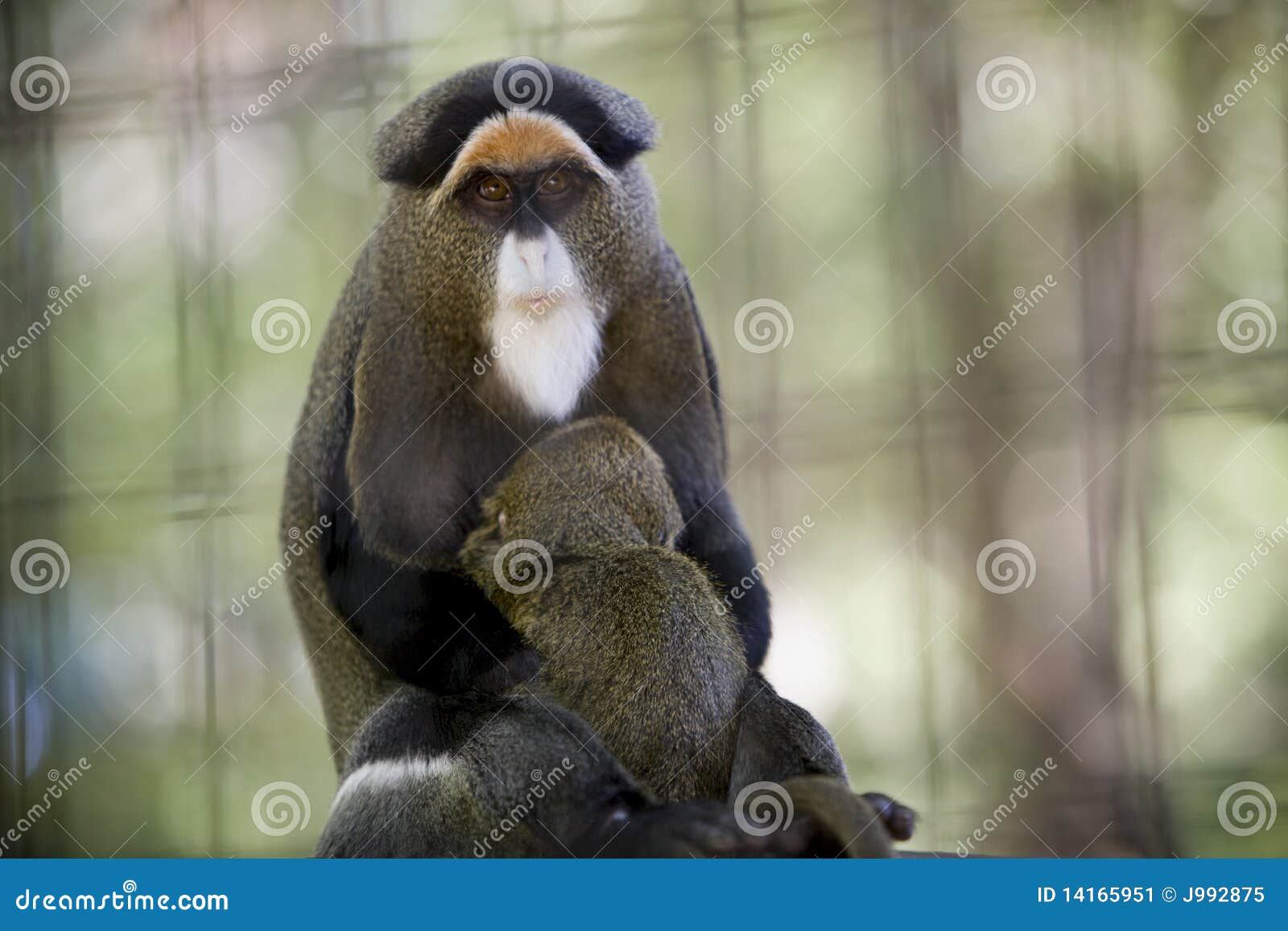 De Brazza s Monkey stock image. Image of brown, hair - 14165951