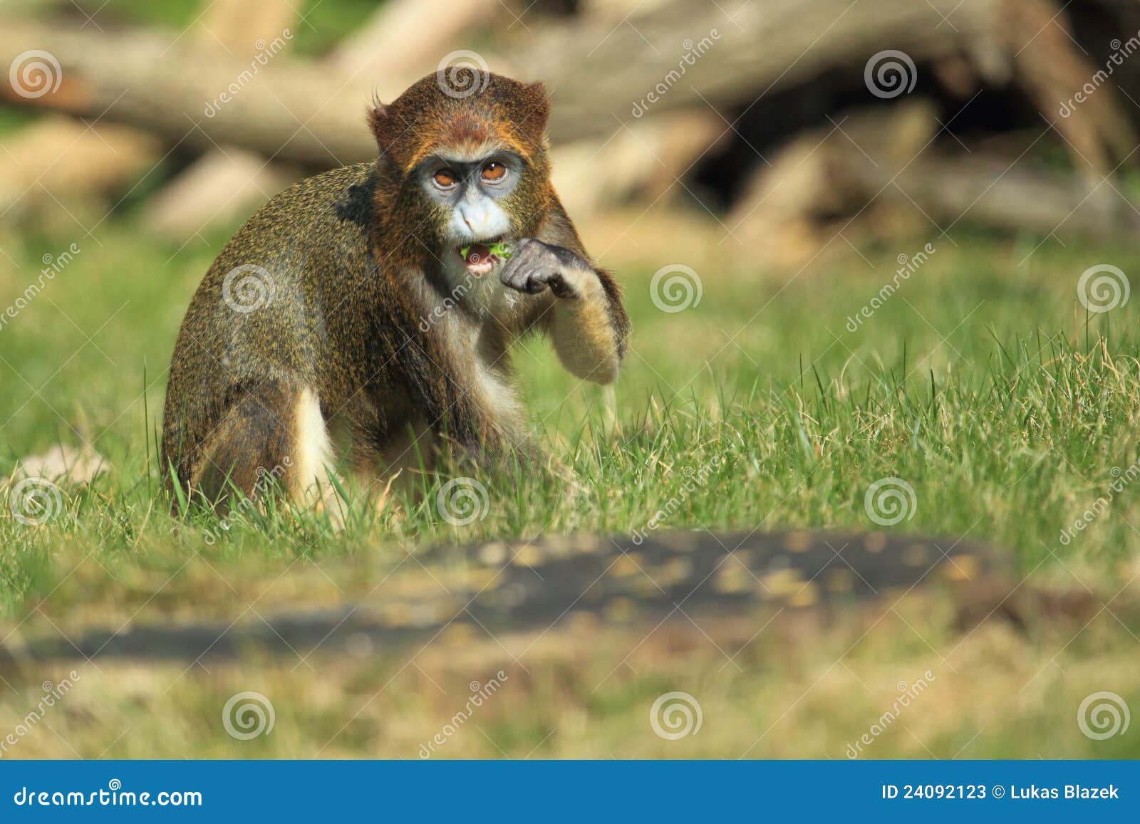 De Brazza s monkey stock image. Image of mammal, neglectus - 24092123