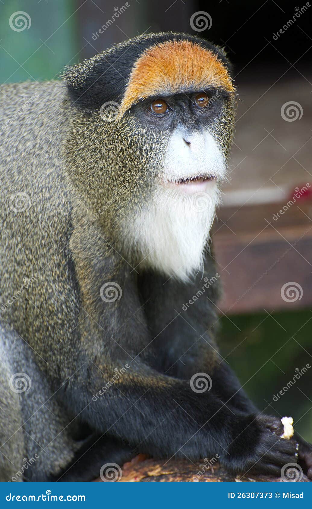De Brazza s Monkey stock image. Image of monkey, hand - 26307373