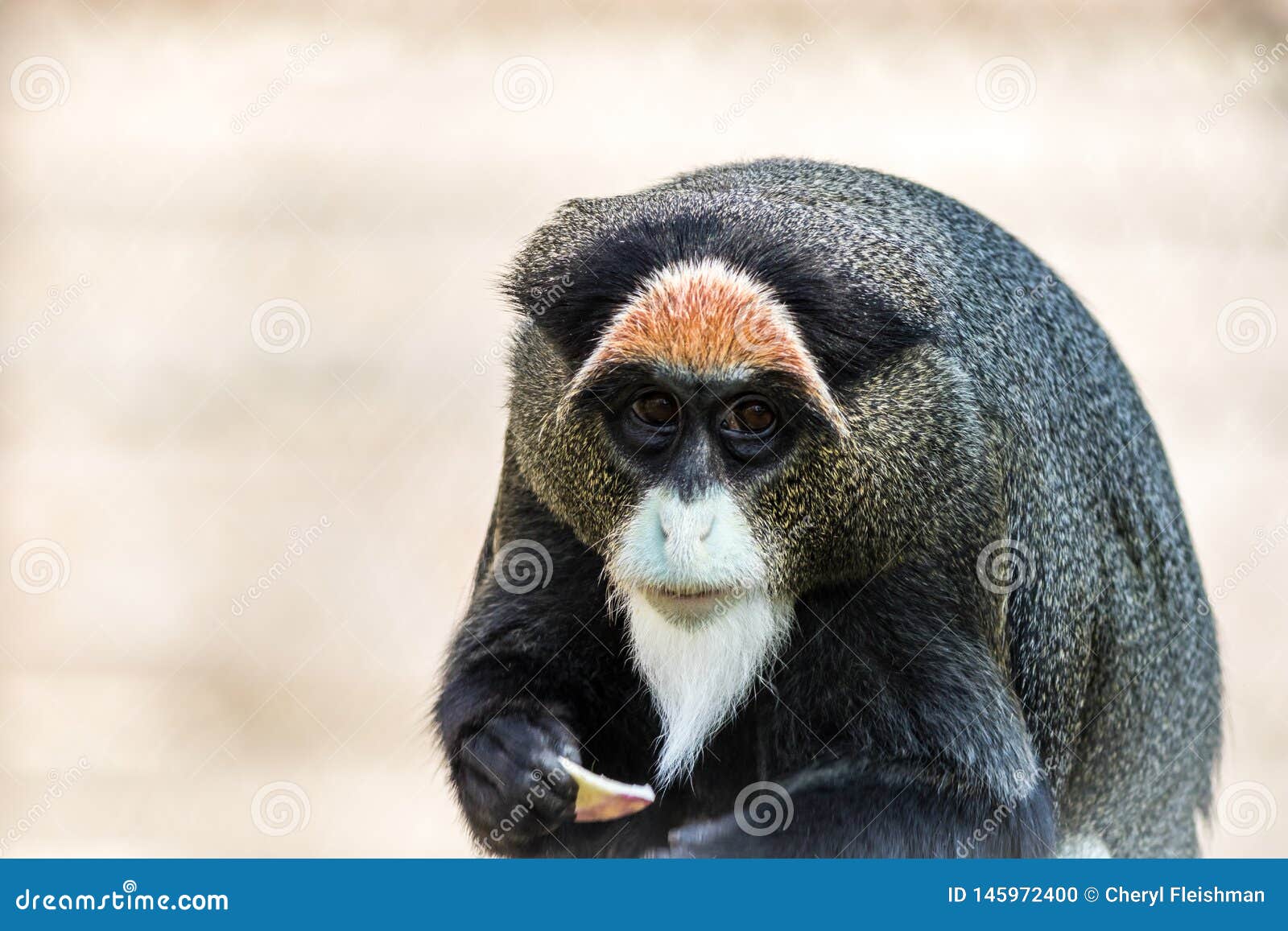 De Brazza`s Monkey, an Attractive Primate with Distinctive Fur Stock ...
