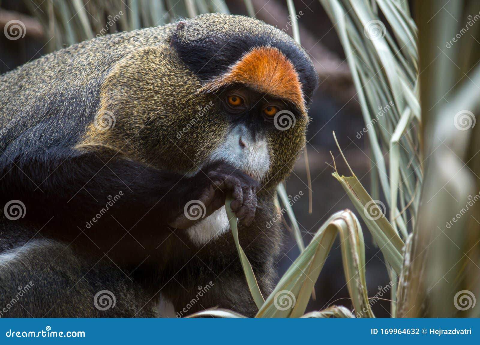 The De Brazza`s Monkey, Cercopithecus Neglectus Stock Photo - Image of ...