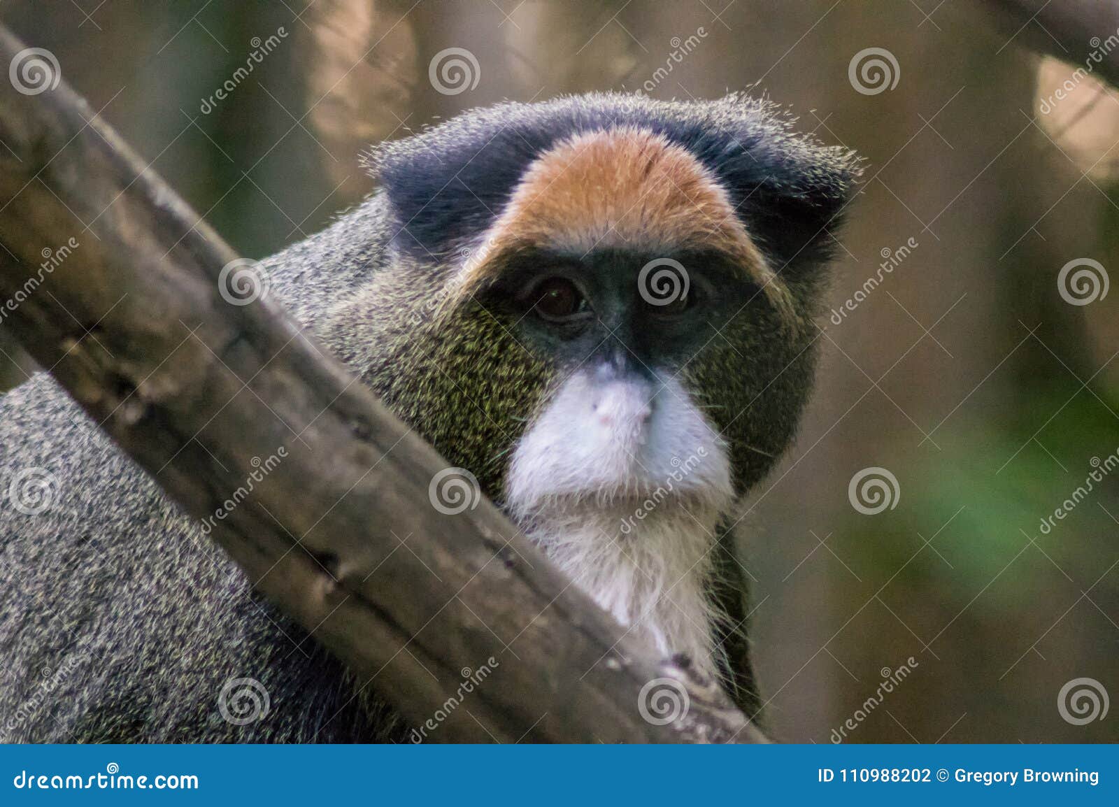 De Brazza`s monkey editorial photography. Image of america - 110988202