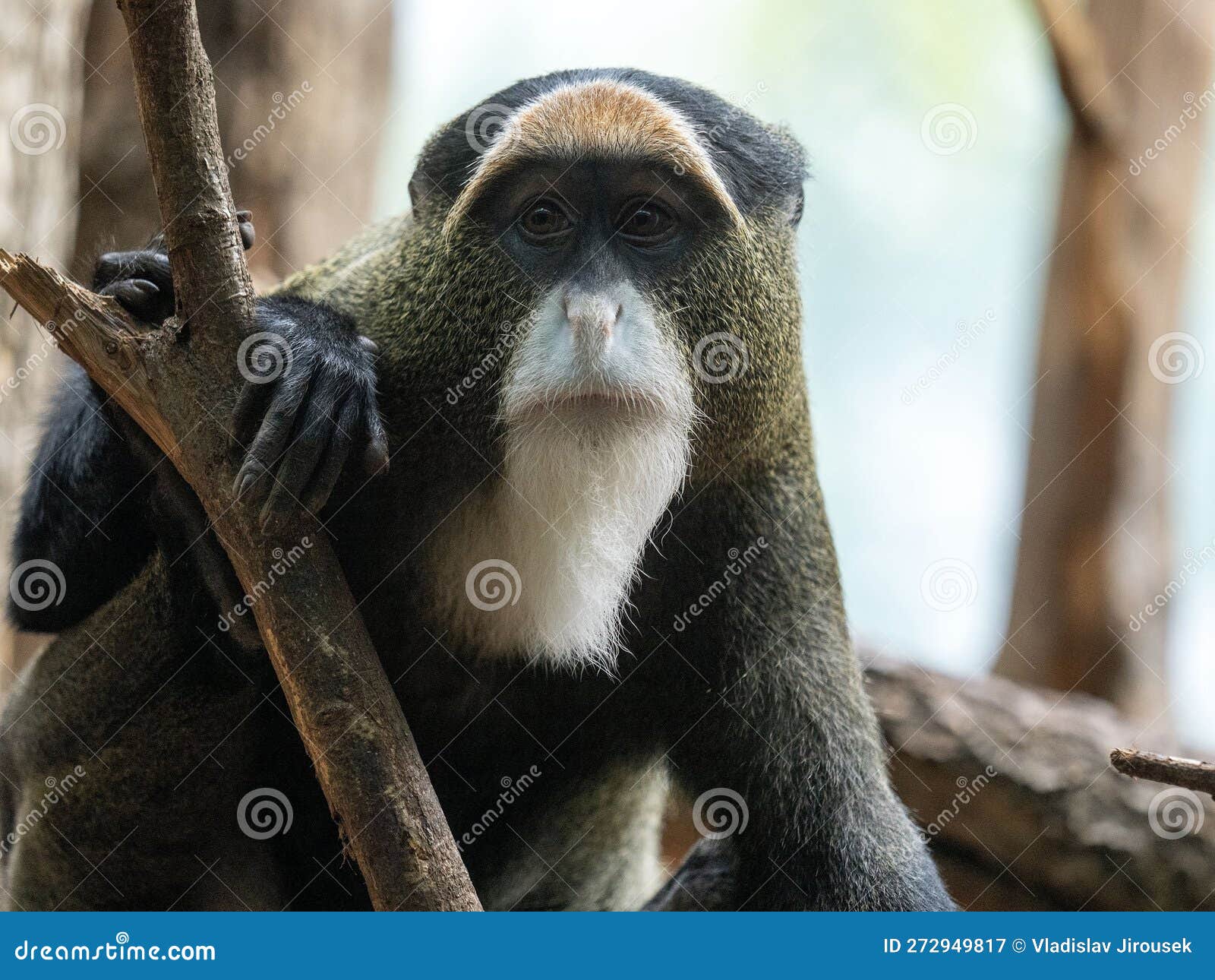 Brazza S Monkey Cercopithecus Neglectus, Sitting on a Branch and ...
