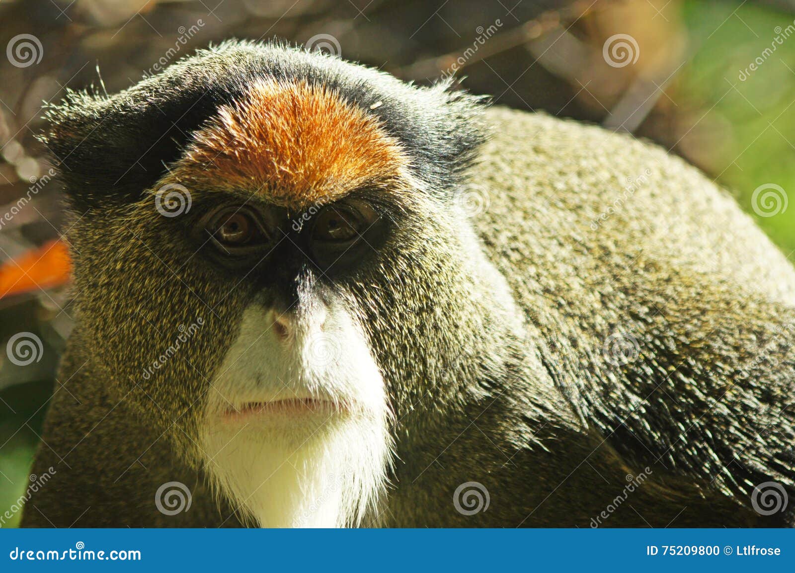 De Brazza s Monkey stock photo. Image of white, close - 75209800
