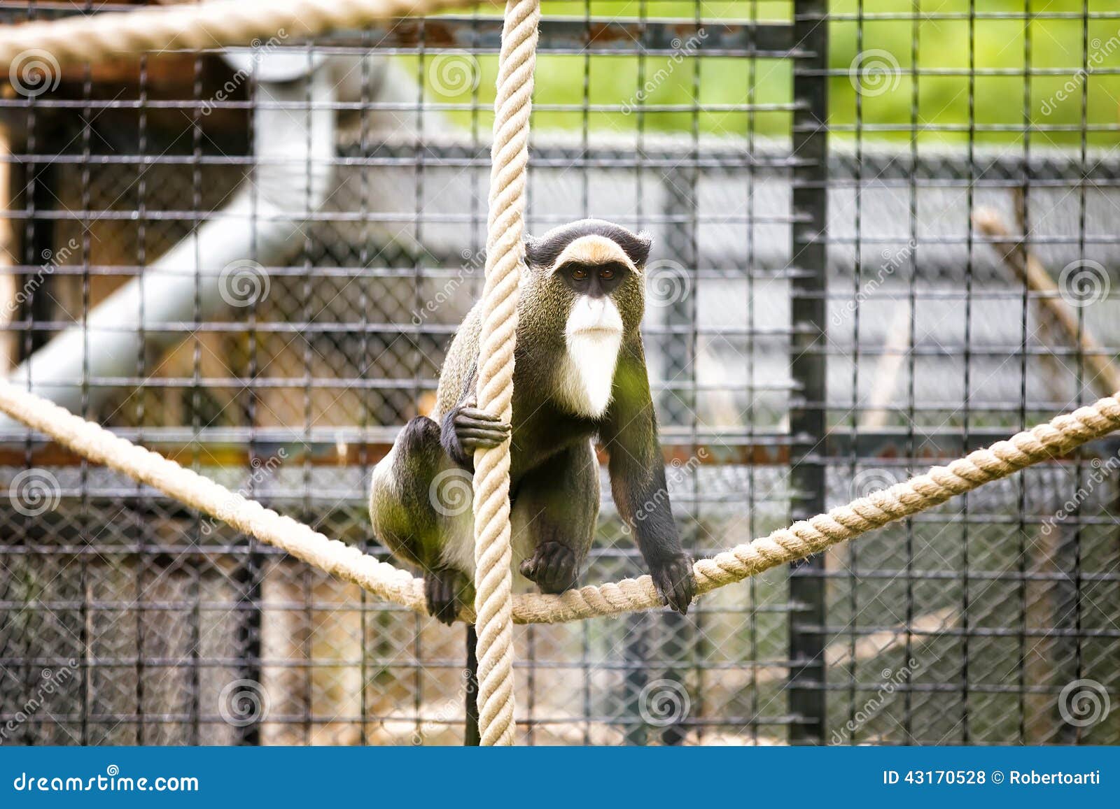 De Brazzas monkey stock photo. Image of neglectus, cute - 43170528