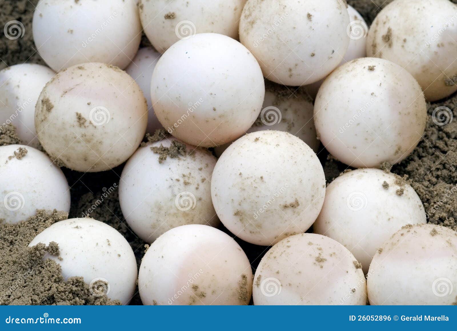 De Brekende Eieren Van De Schildpad (serpentina Chelydra) Stock Foto ...
