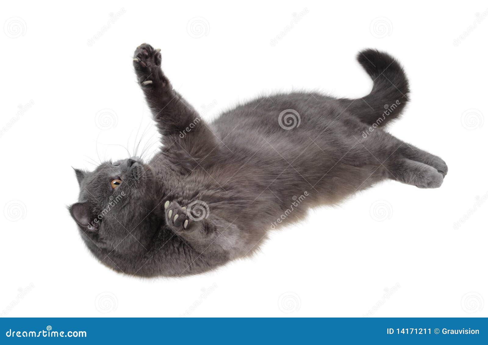 De Britse Kat Ligt Op Zijn Rug Stock Afbeelding - Image of perzisch ...