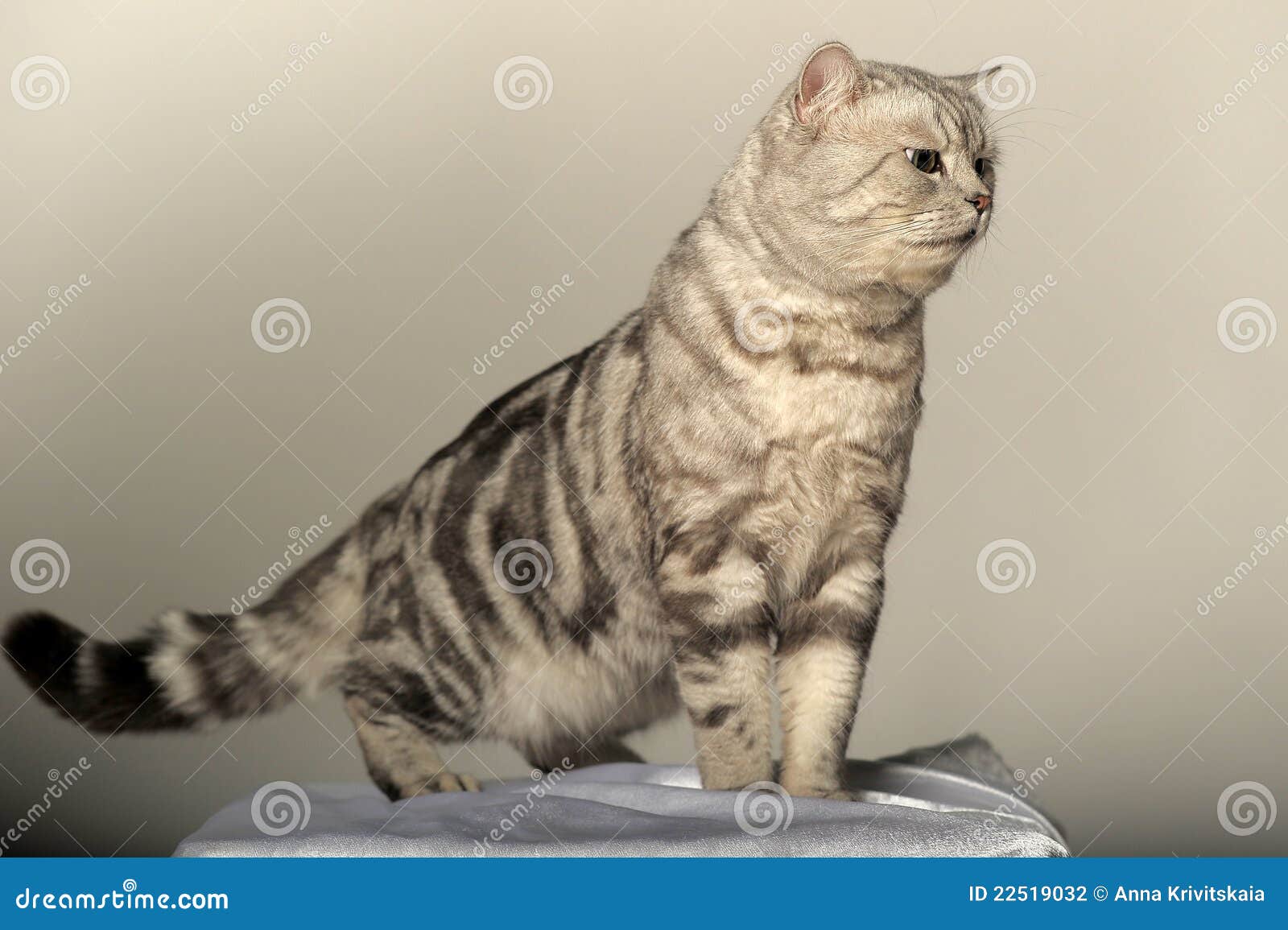 De Britse Kat Van De Gestreepte Kat Stock Foto - Image of brits, kleur ...