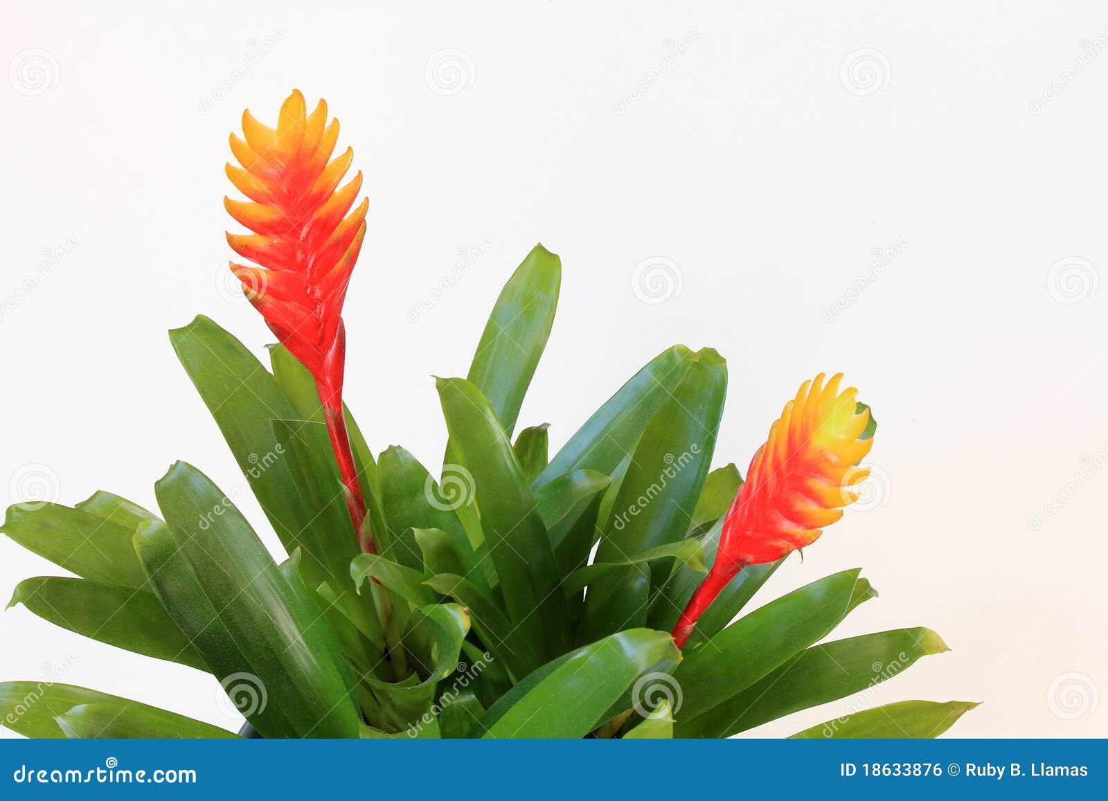 De Bromelia Het Vlammen Van Het Zwaard (Vriesea Splendens) Stock Foto ...