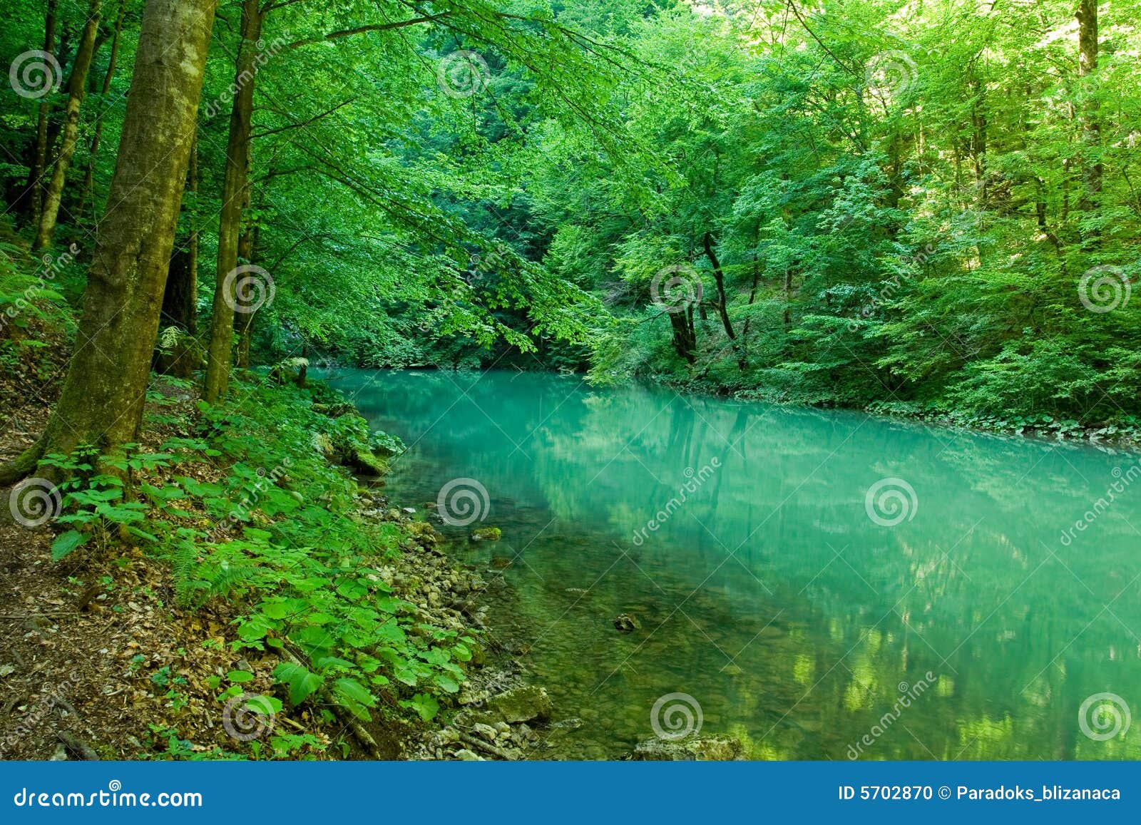 De Bron Van De Rivier Kupa in Bos Stock Foto - Image of stroom ...