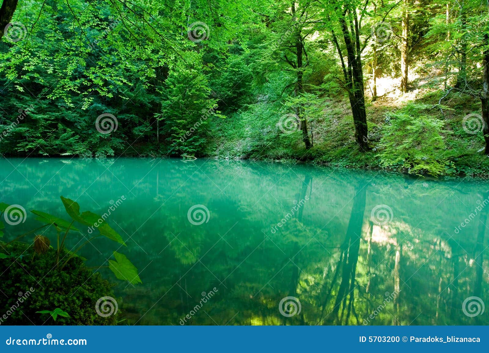 De Bron Van De Rivier Kupa in Bos Stock Foto - Image of verkrachters ...