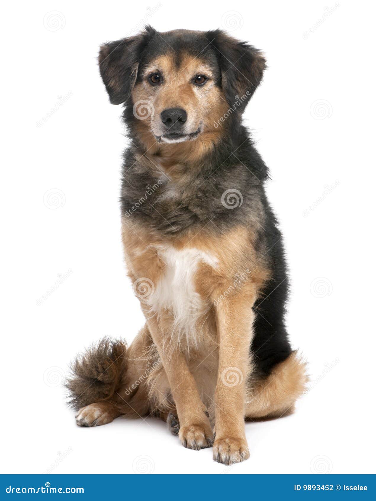 De Bruine En Zwarte Hond Van Het Mengen-Ras Stock Foto - Image of ...