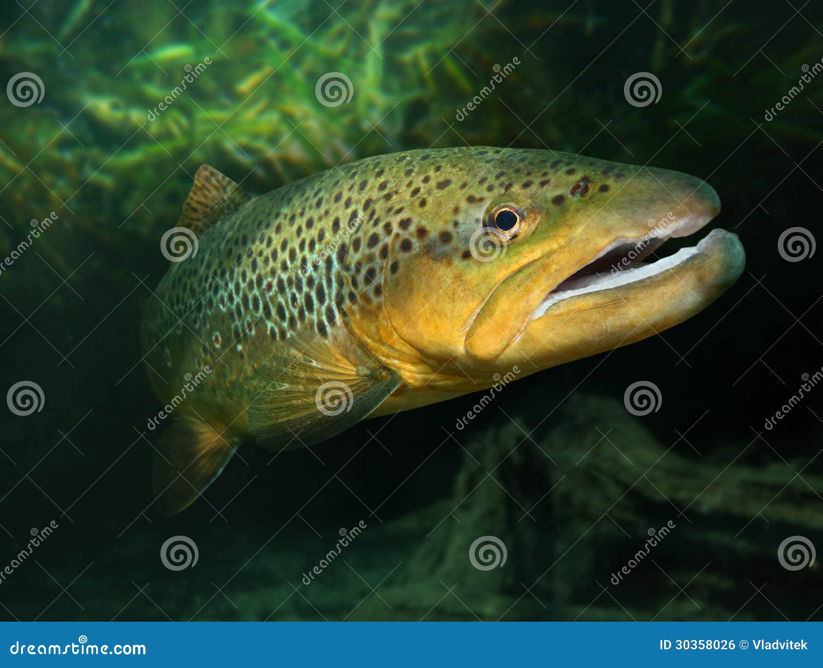 De Bruine Forel (Salmo Trutta). Stock Foto - Image of hengelsport ...