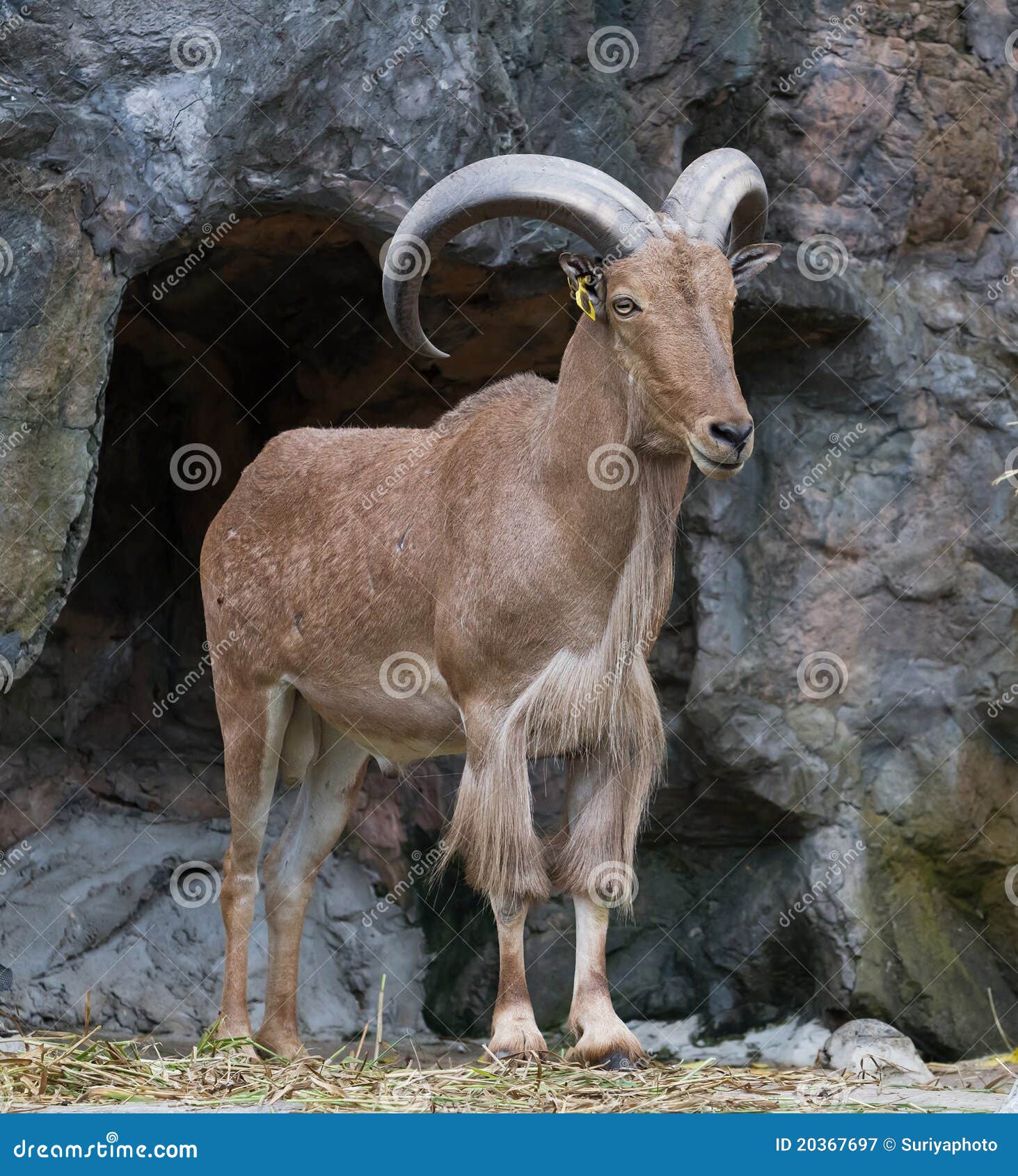 De bruine Geit van de Berg stock afbeelding. Image of mannetje - 20367697