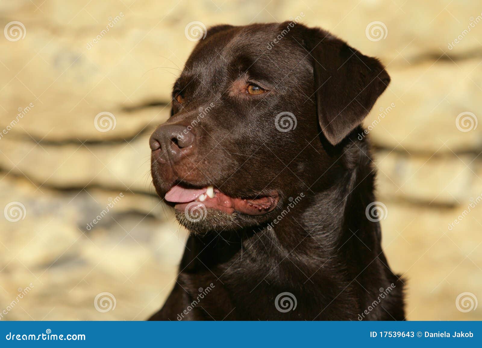 De Bruine Hond Van De Labrador Stock Afbeelding - Image of gelukkig ...