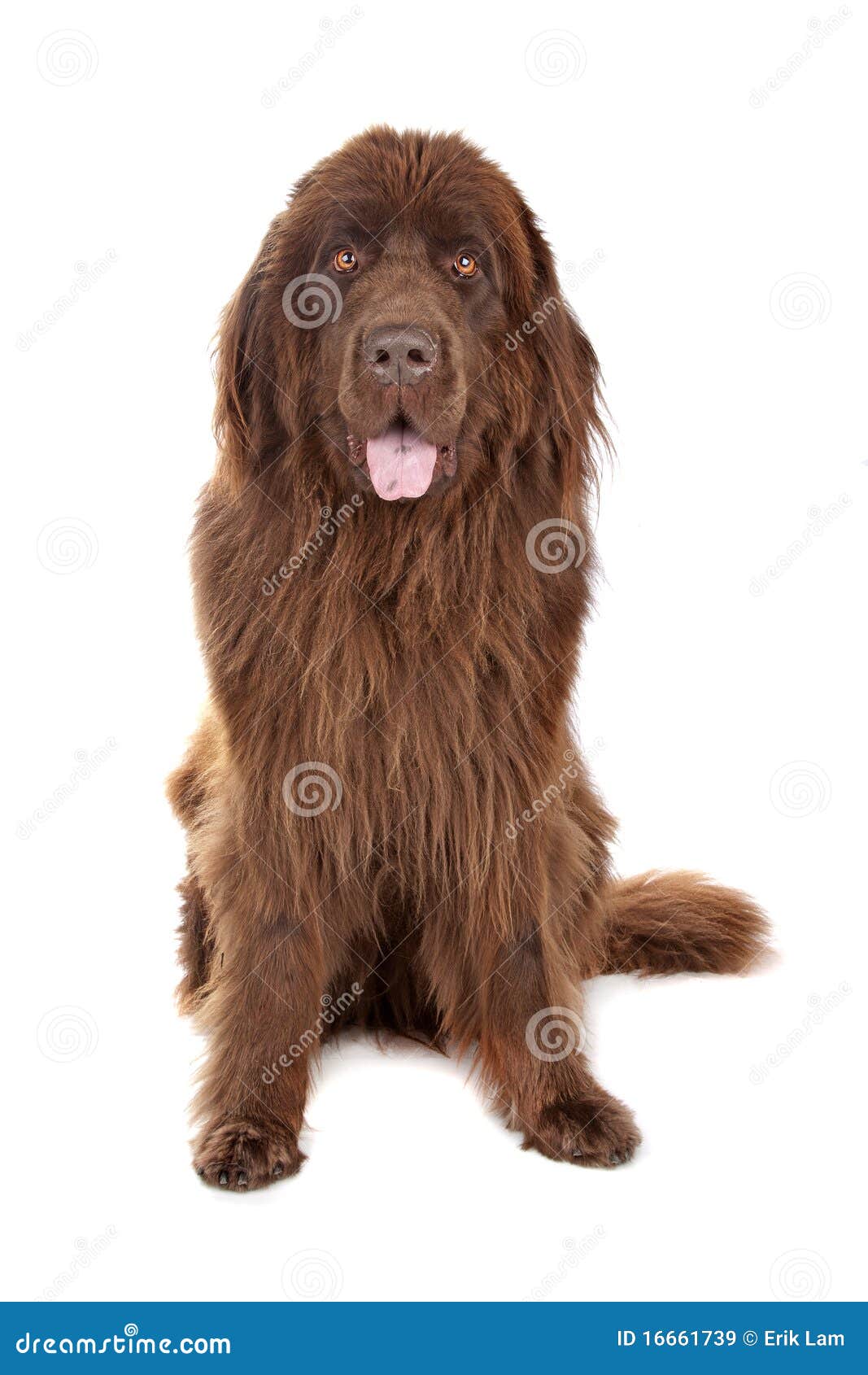 De Bruine Hond Van Newfoundland Stock Afbeelding - Image of bruin ...