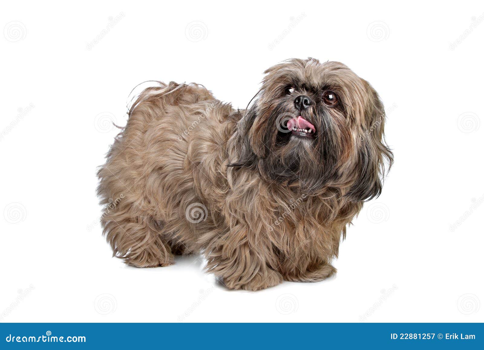 De Bruine Hond Van Shih Tzu Stock Afbeelding - Image of binnenlands ...
