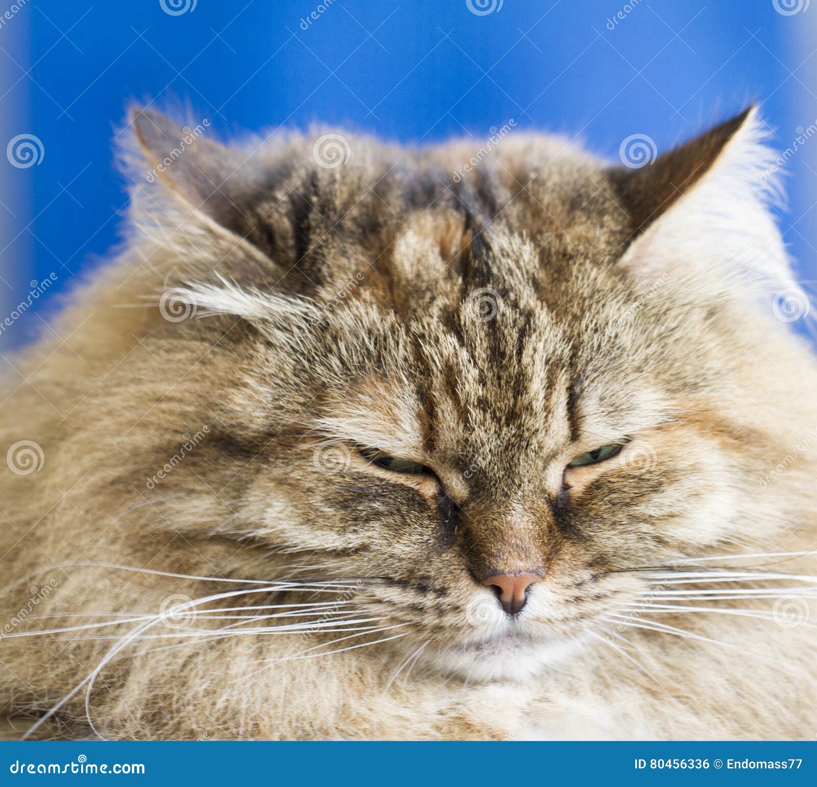 De Bruine Kat Van De Gestreepte Katmakreel Van Siberisch Ras Stock Foto ...