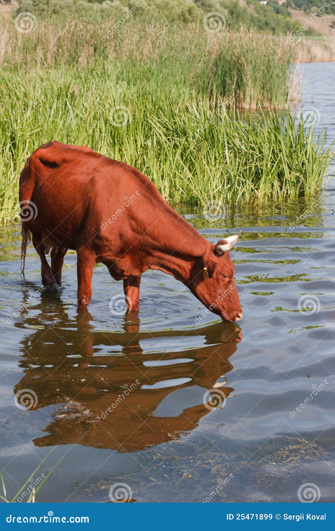 De bruine koe drinkt water stock afbeelding. Image of genaturaliseerd ...