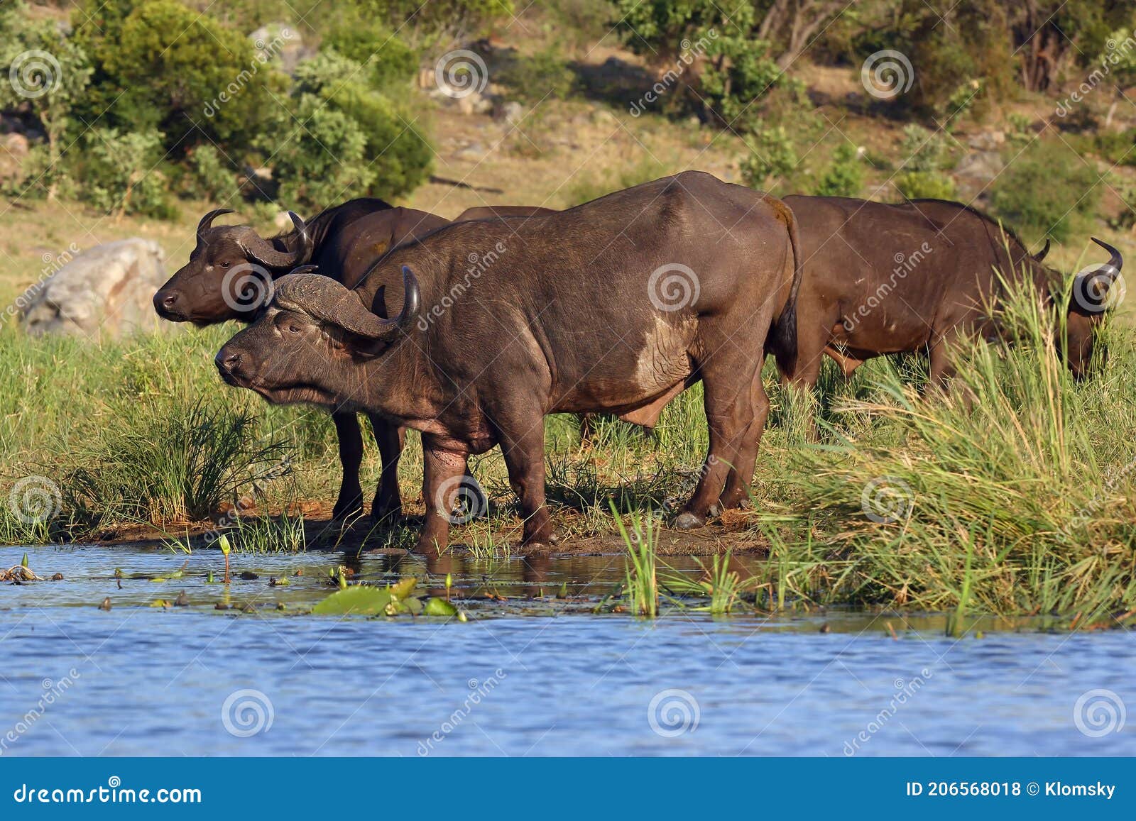 De Buffelbuffel Van De Afrikaanse Buffels of De Buffelbuffels Van De ...