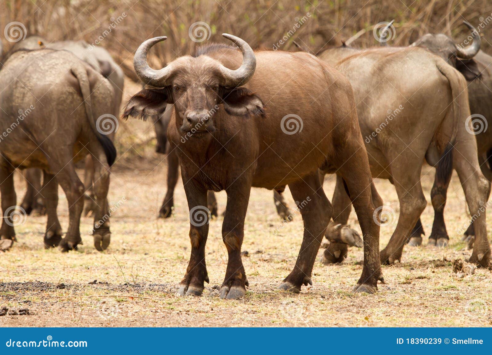 De buffels van de kaap stock afbeelding. Image of tijd - 18390239