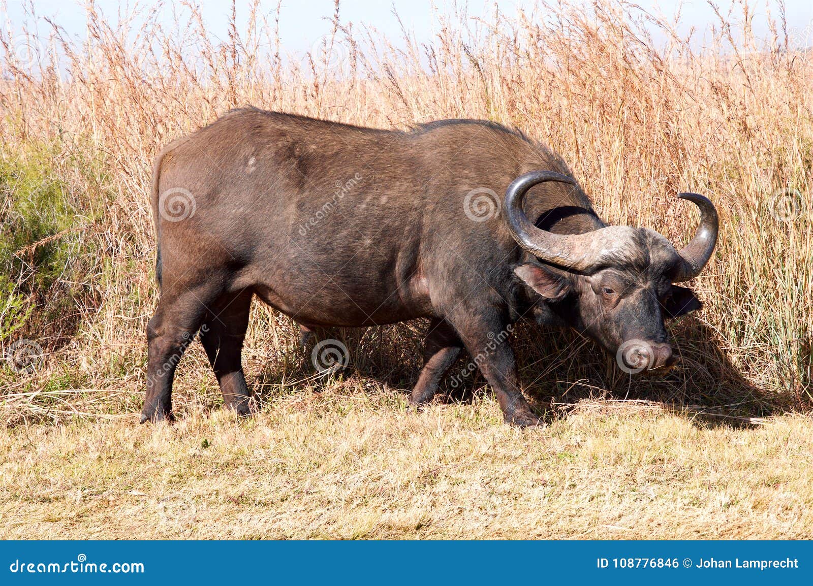 De buffels van de kaap stock foto. Image of struik, buffels - 108776846
