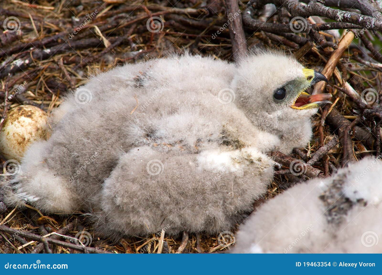 De buizerd van het kuiken stock foto. Image of vogels - 19463354