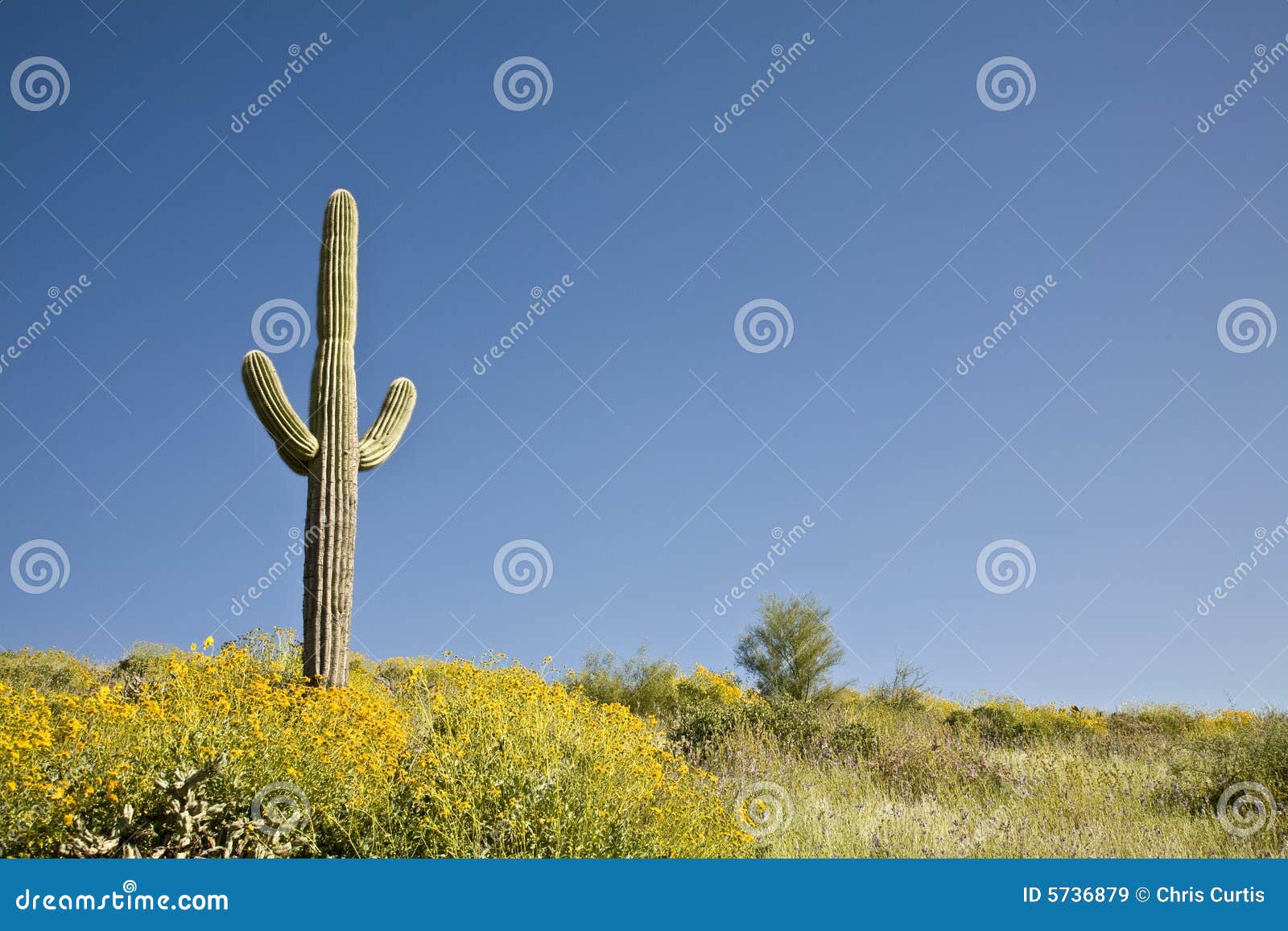 De Cactus, De Bloemen En De Hemel Van De Woestijn Stock Afbeelding ...