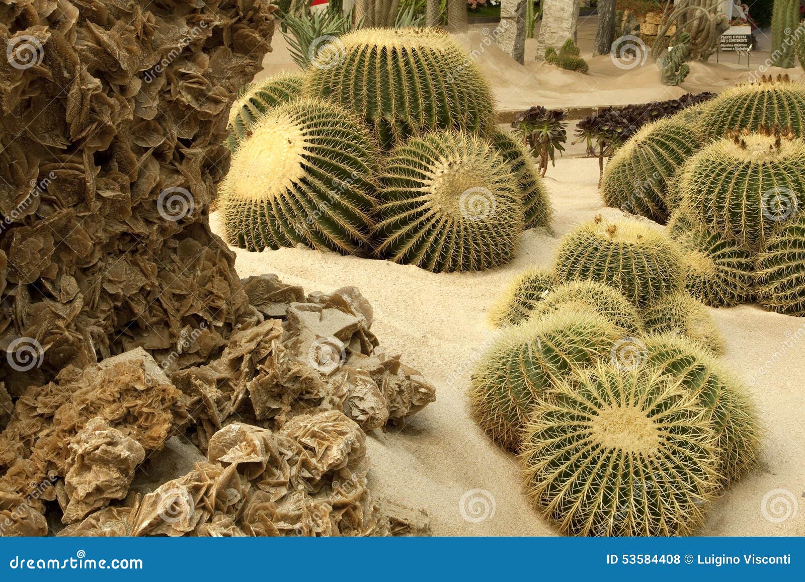 De Cactus En De Woestijn Namen Toe Stock Foto - Image of zomer, aarde ...