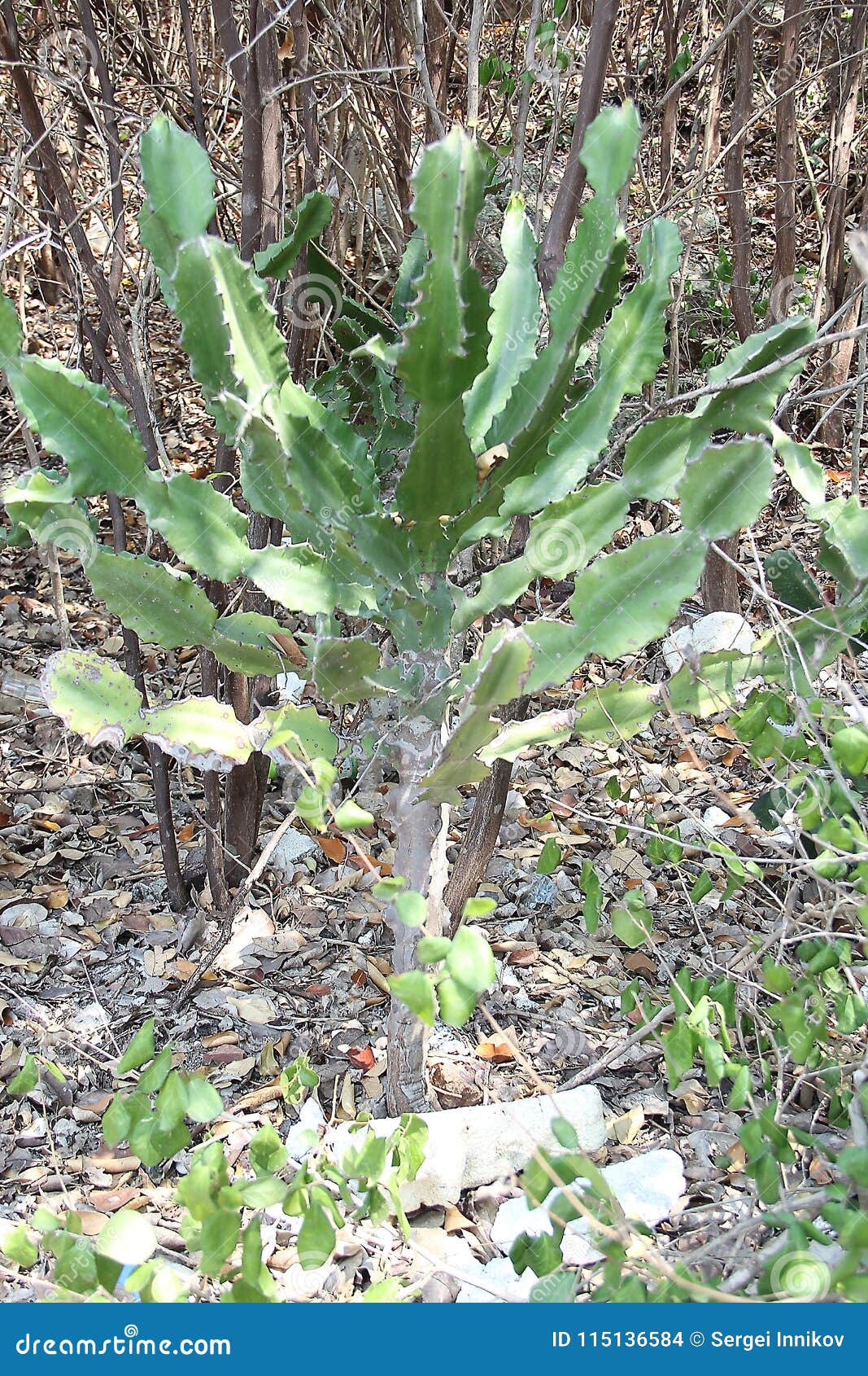 De Cactus Groeit Op Het Eiland Stock Foto - Image of nave, ontwerp ...