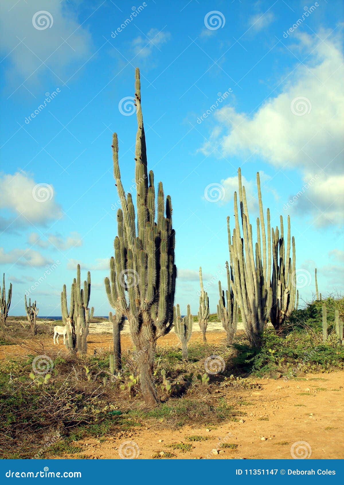 De cactus van de woestijn stock afbeelding. Image of wild - 11351147