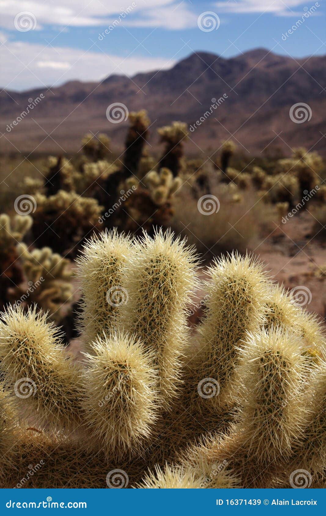 De cactus van de woestijn stock afbeelding. Image of hitte - 16371439