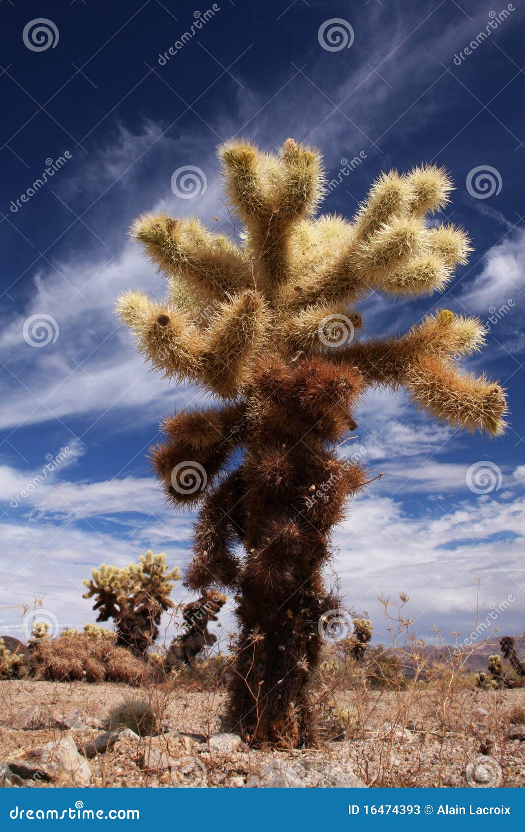 De cactus van de woestijn stock afbeelding. Image of milieu - 16474393