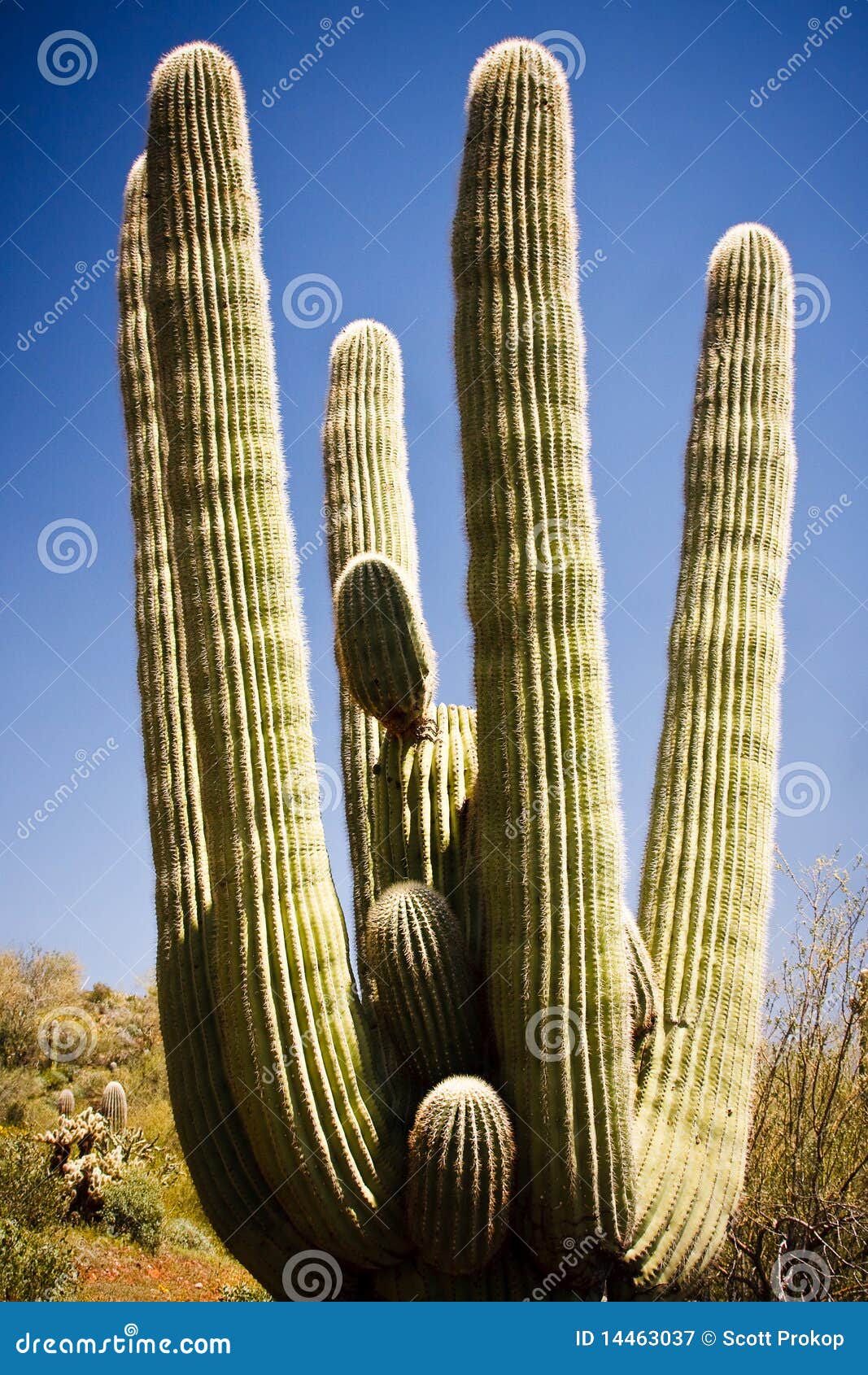 De Cactus Van Saguaro Op De Woestijn Van Arizona Stock Afbeelding ...